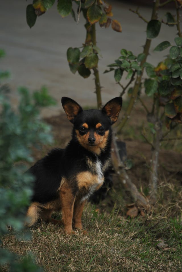 Dog Poop Cleaning Service Schaumburg IL: A Comprehensive Guide - All ...